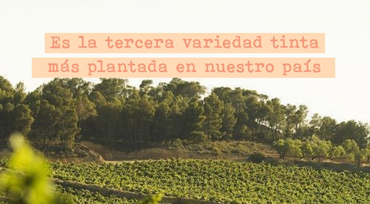 5 Cosas que tienes que saber sobre la BOBAL - V de Vendimia